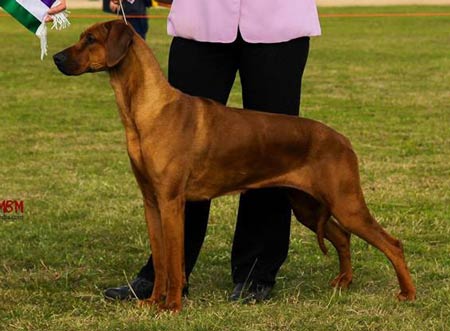 Ela Rhodesian Ridgeback